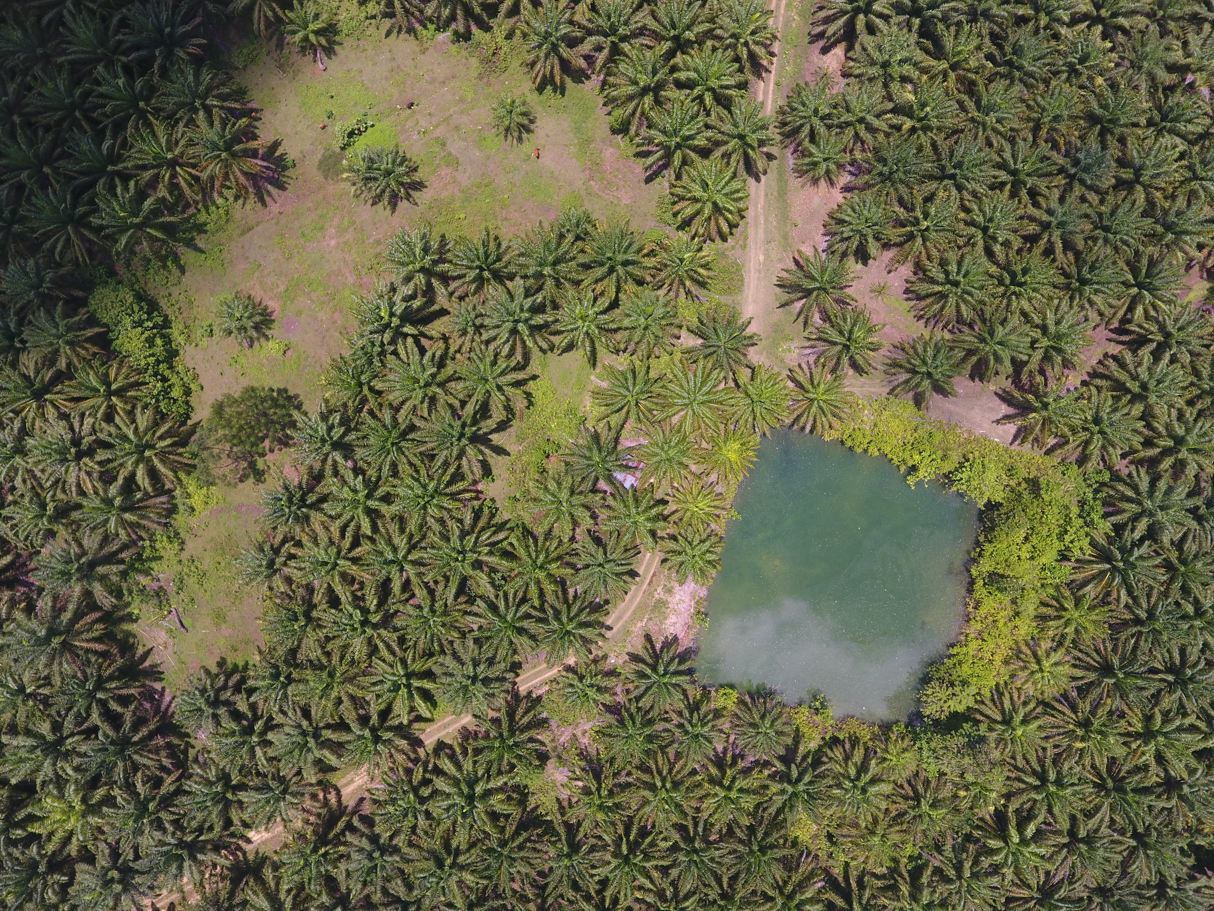 palm-tree-detection-and-counting Object Detection Dataset by Firdho ...