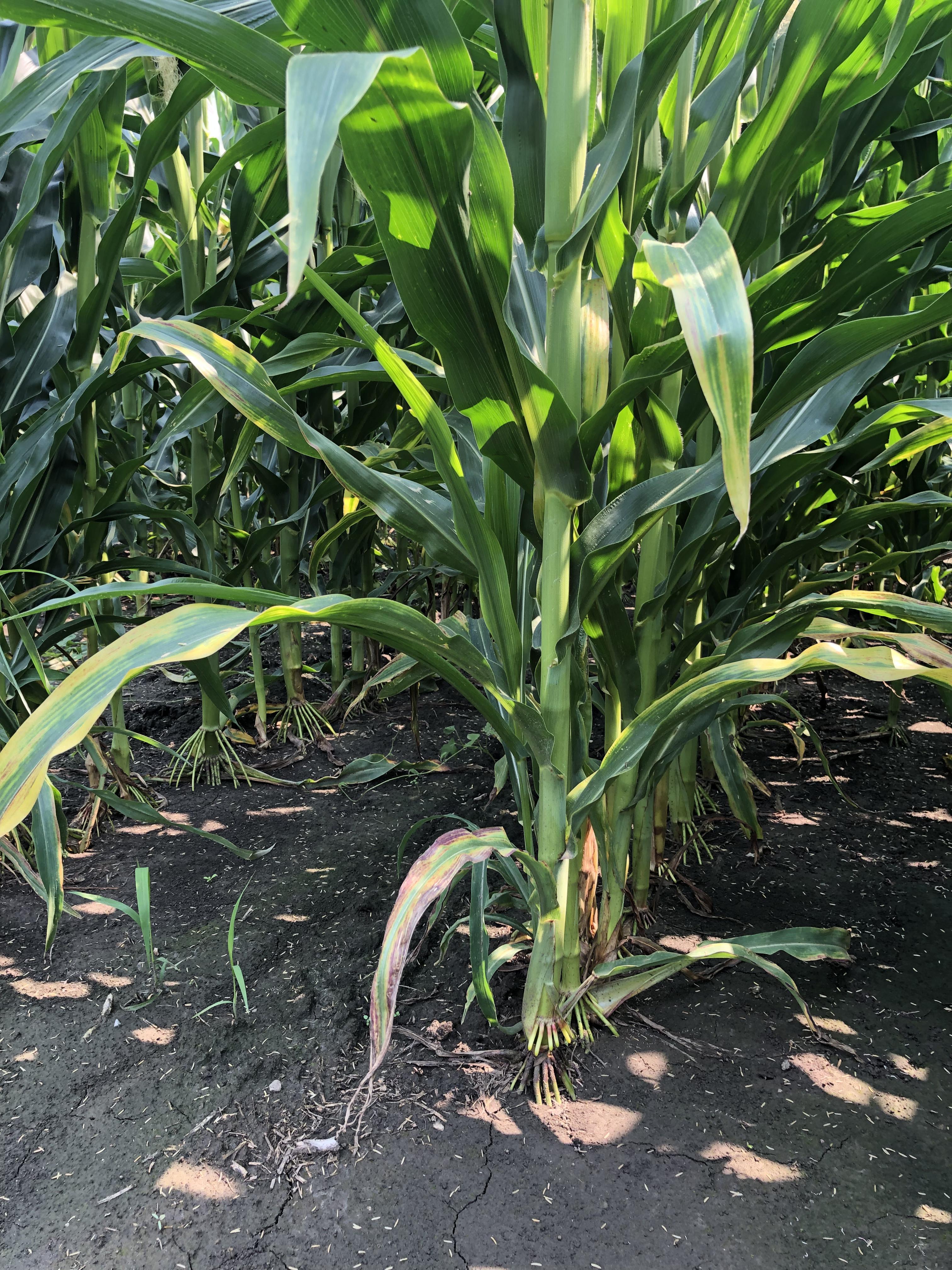 Kitae Kim - Roboflow Universe