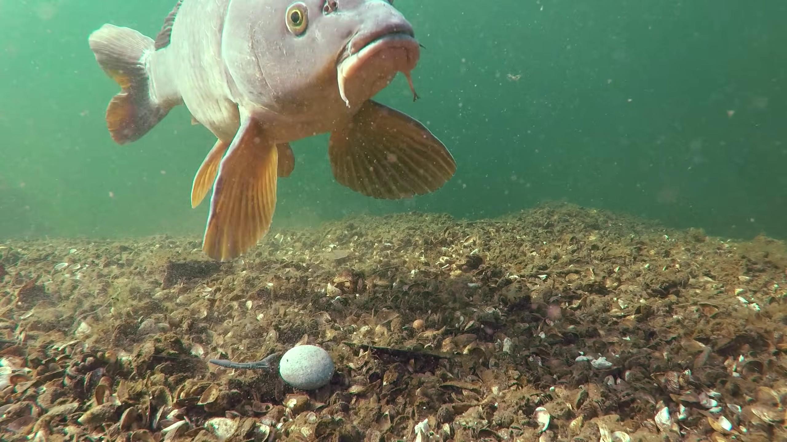 Fishv3+disease Object Detection Model by fish disease temp 1