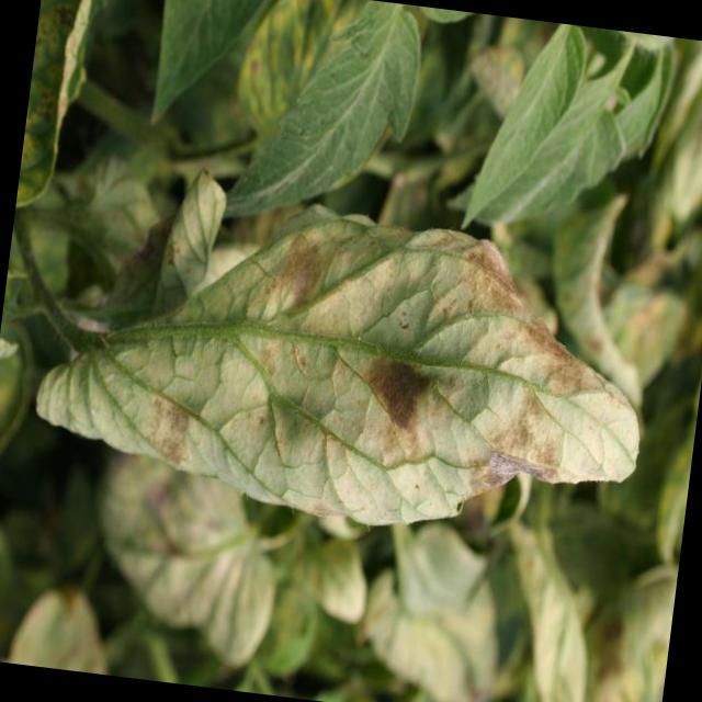 Plant Detection Object Detection Dataset By Plant