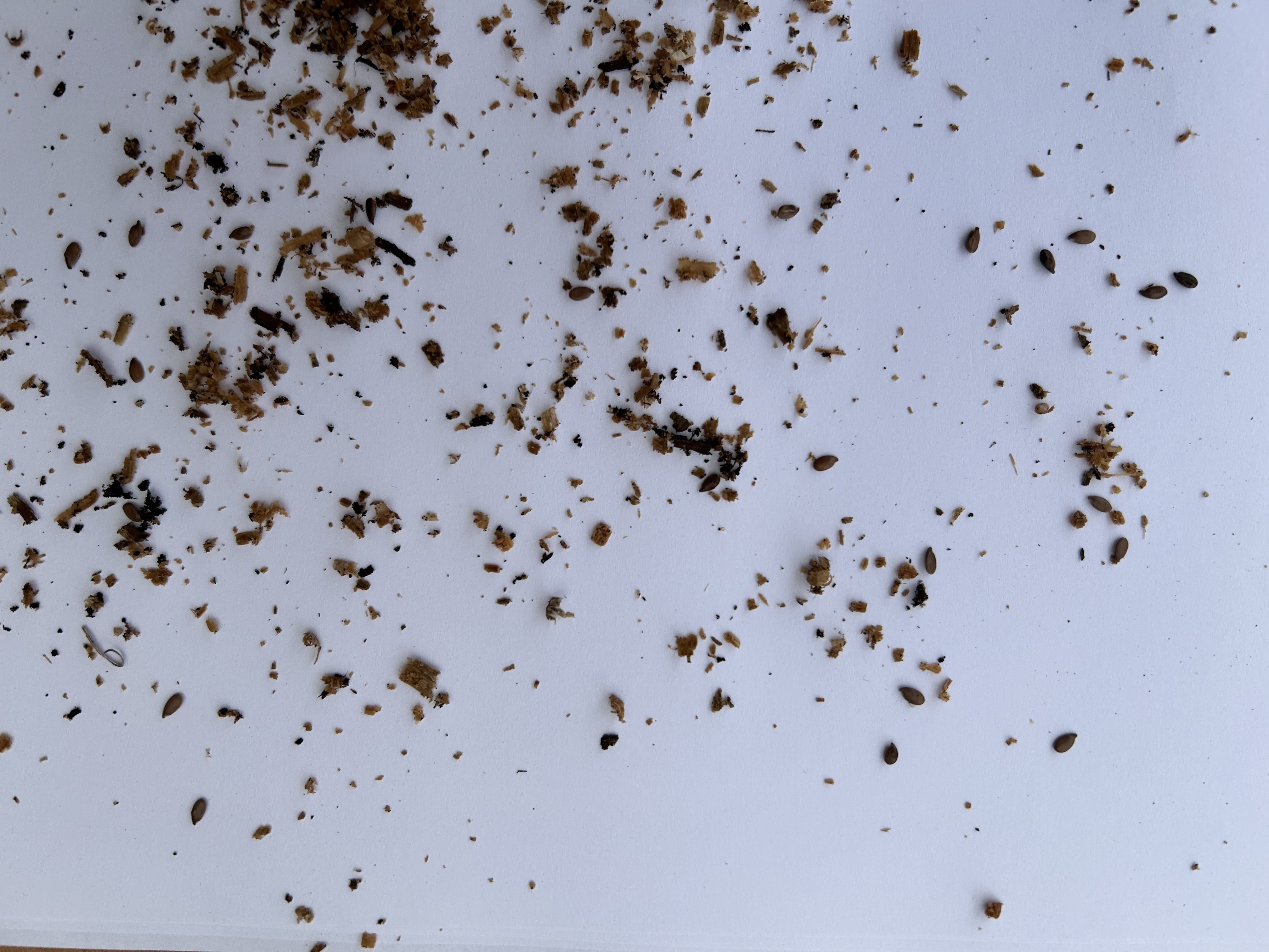 Varroa Mites Object Detection Dataset and Pre-Trained Model by VarroaMites