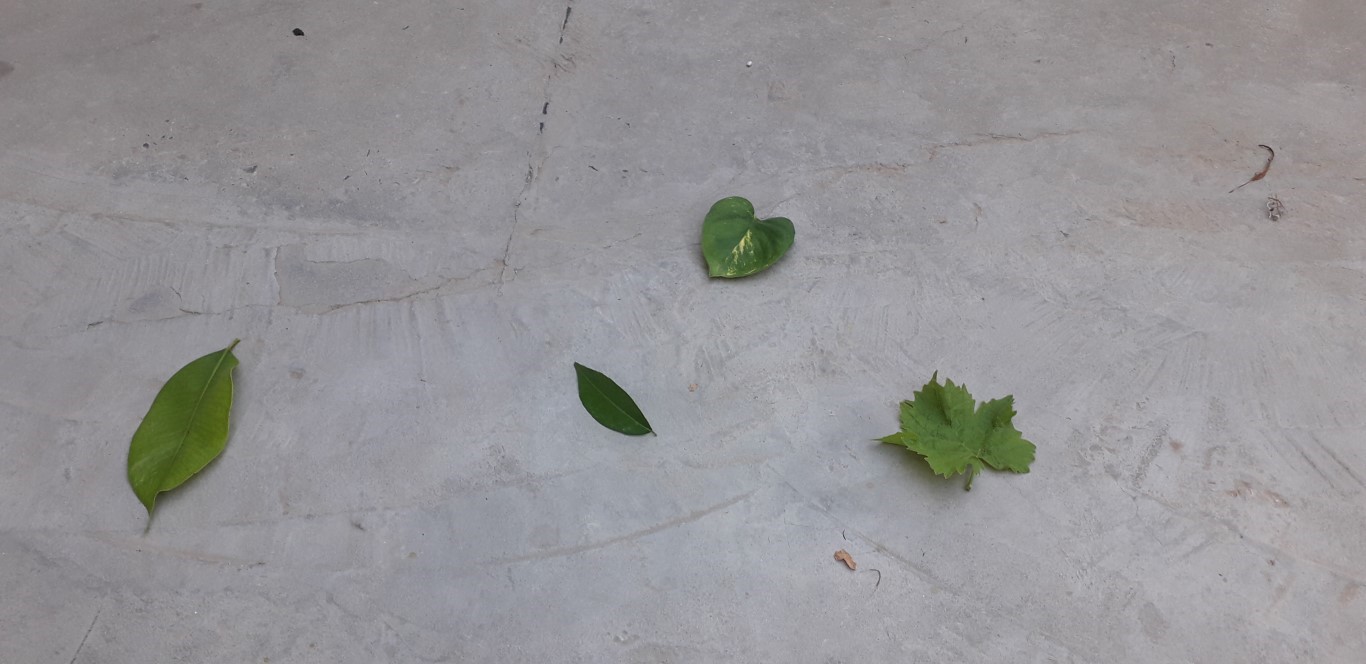 Leave Detection Object Detection Dataset And Pre Trained Model By Leaves Detection