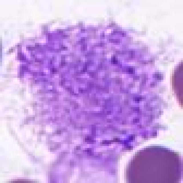 cell classification 3 Classification Dataset by PBS WBC