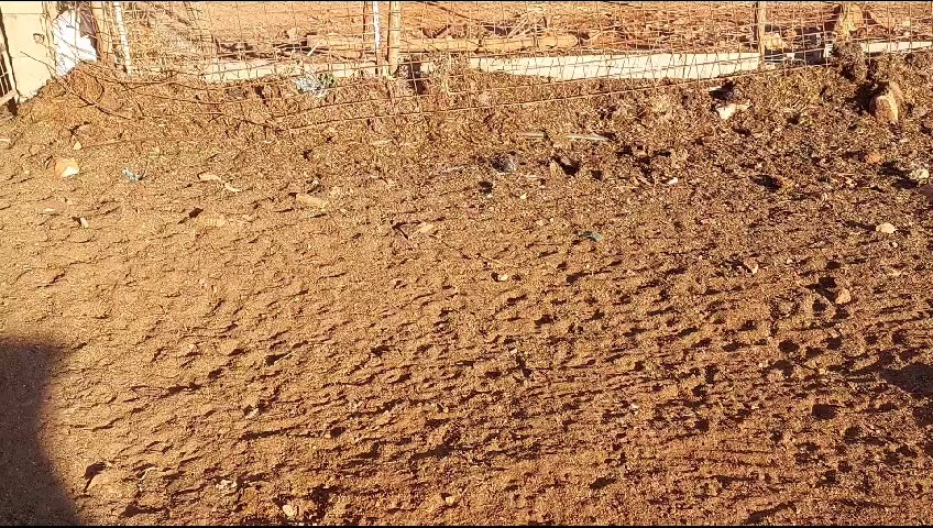 Sheep Detection Object Detection Dataset And Pre Trained Model By