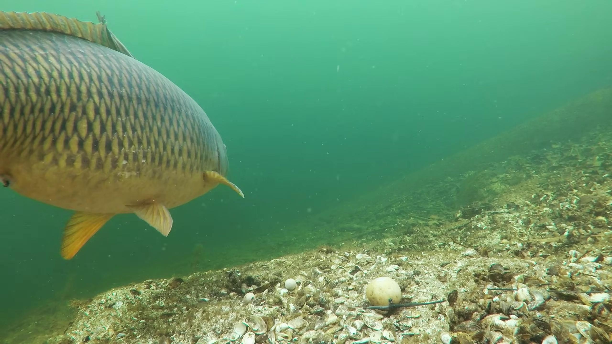 fish_v3.1 Object Detection Dataset by fishp4