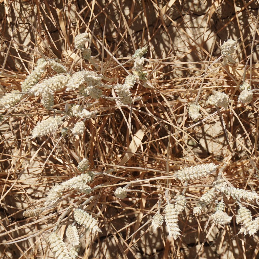 wheat Object Detection Model by Murat