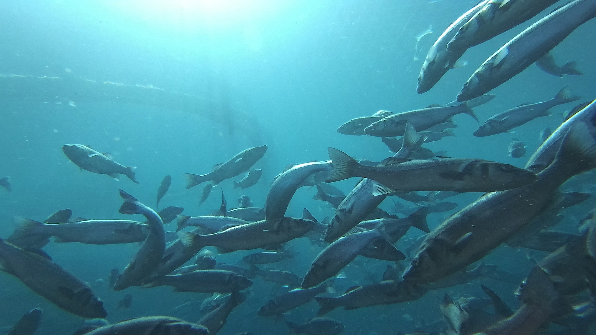 labrax pose Keypoint Detection Dataset by project-waonb