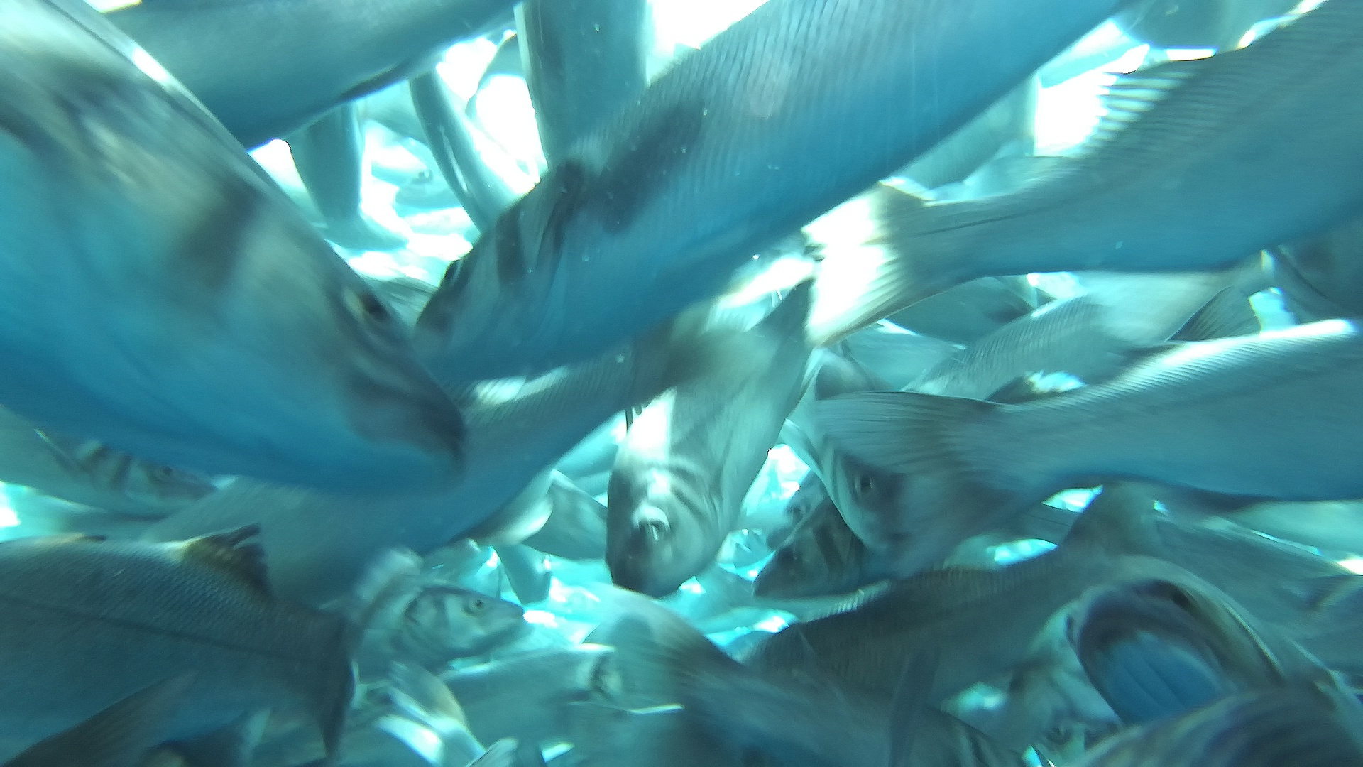 fin Object Detection Dataset and Pre-Trained Model by project-waonb