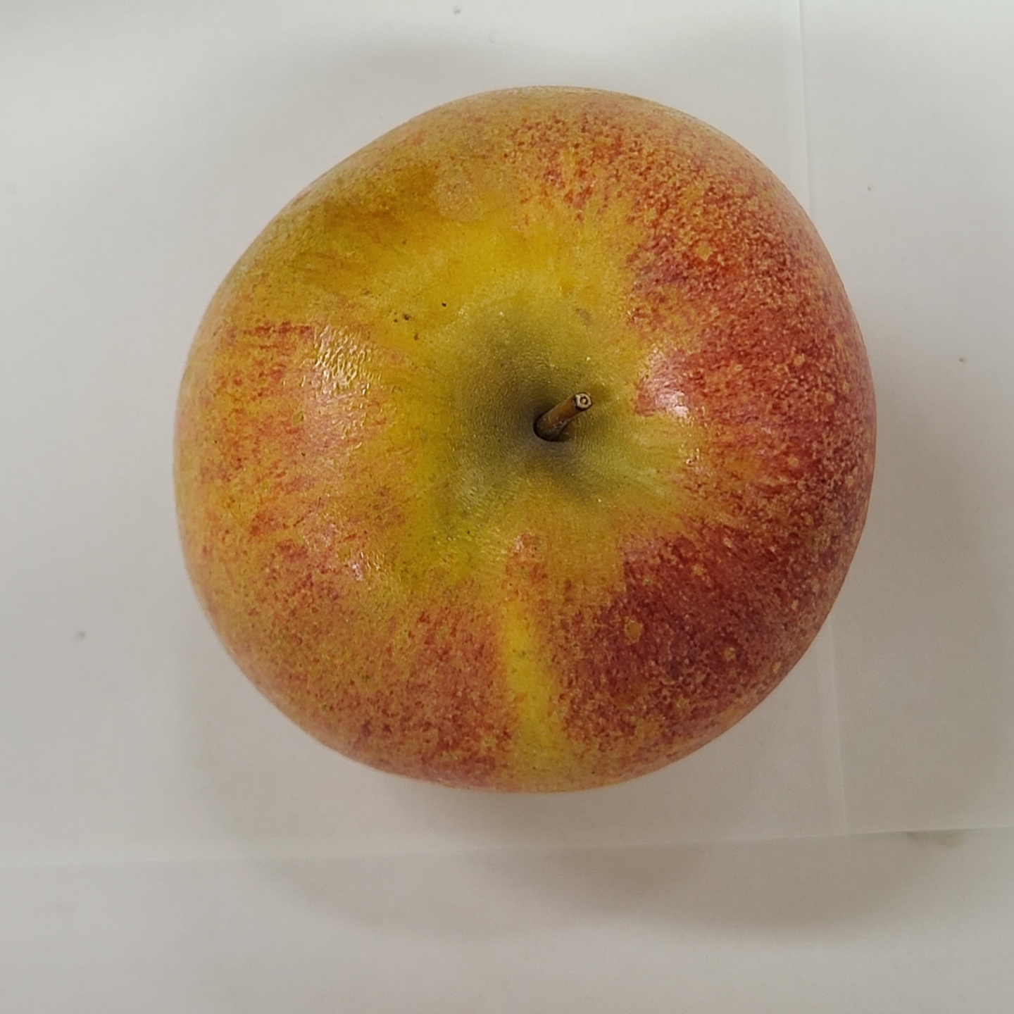 Apple Object Detection Dataset And Pre Trained Model By Capstone