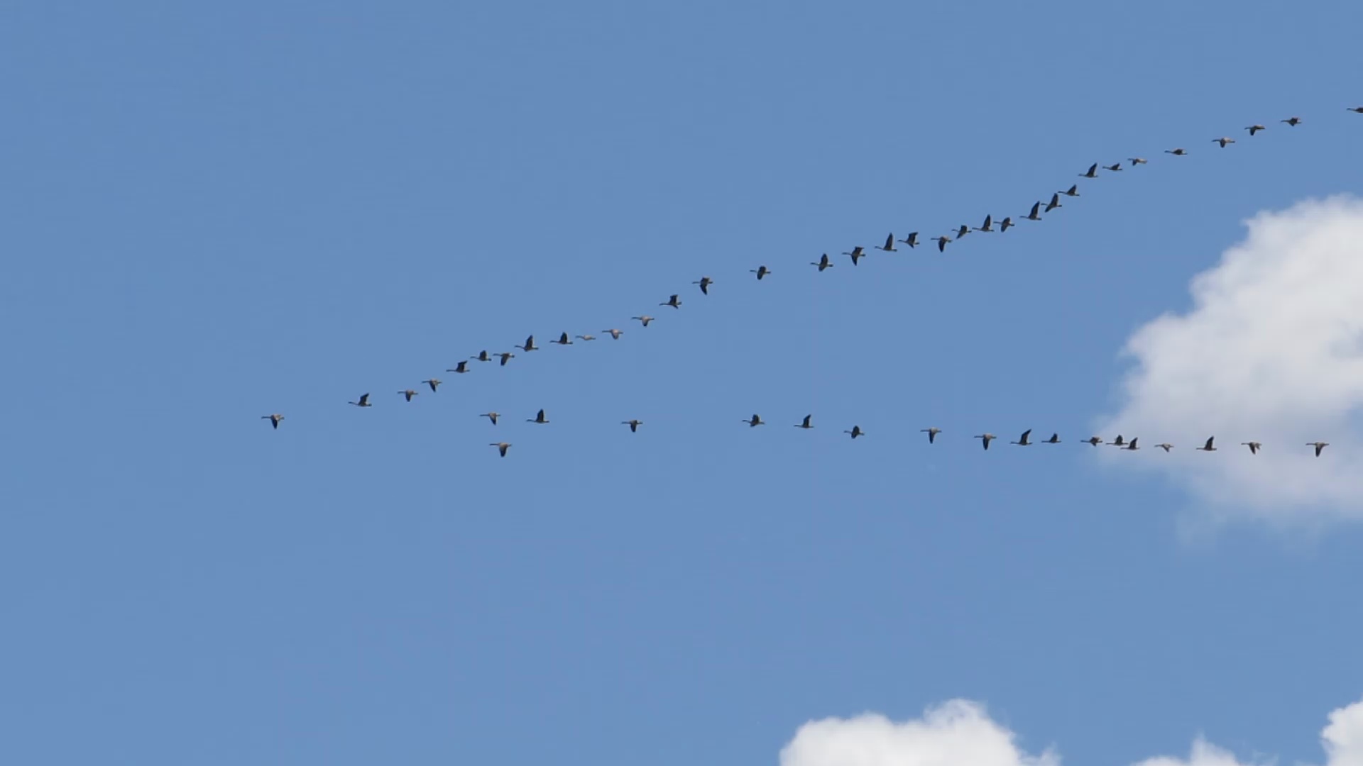 Yolov8 Bird Detection Object Detection Dataset And Pre Trained Model By Raylin