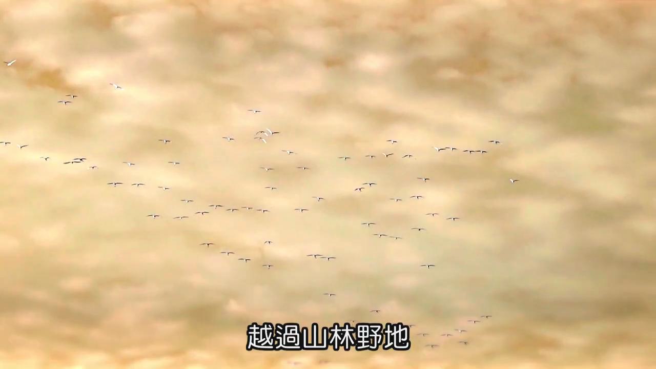 How to Use the yolov8_bird_detection Object Detection API