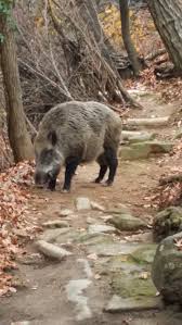 Capstone Design Object Detection Dataset and Pre-Trained Model by ...