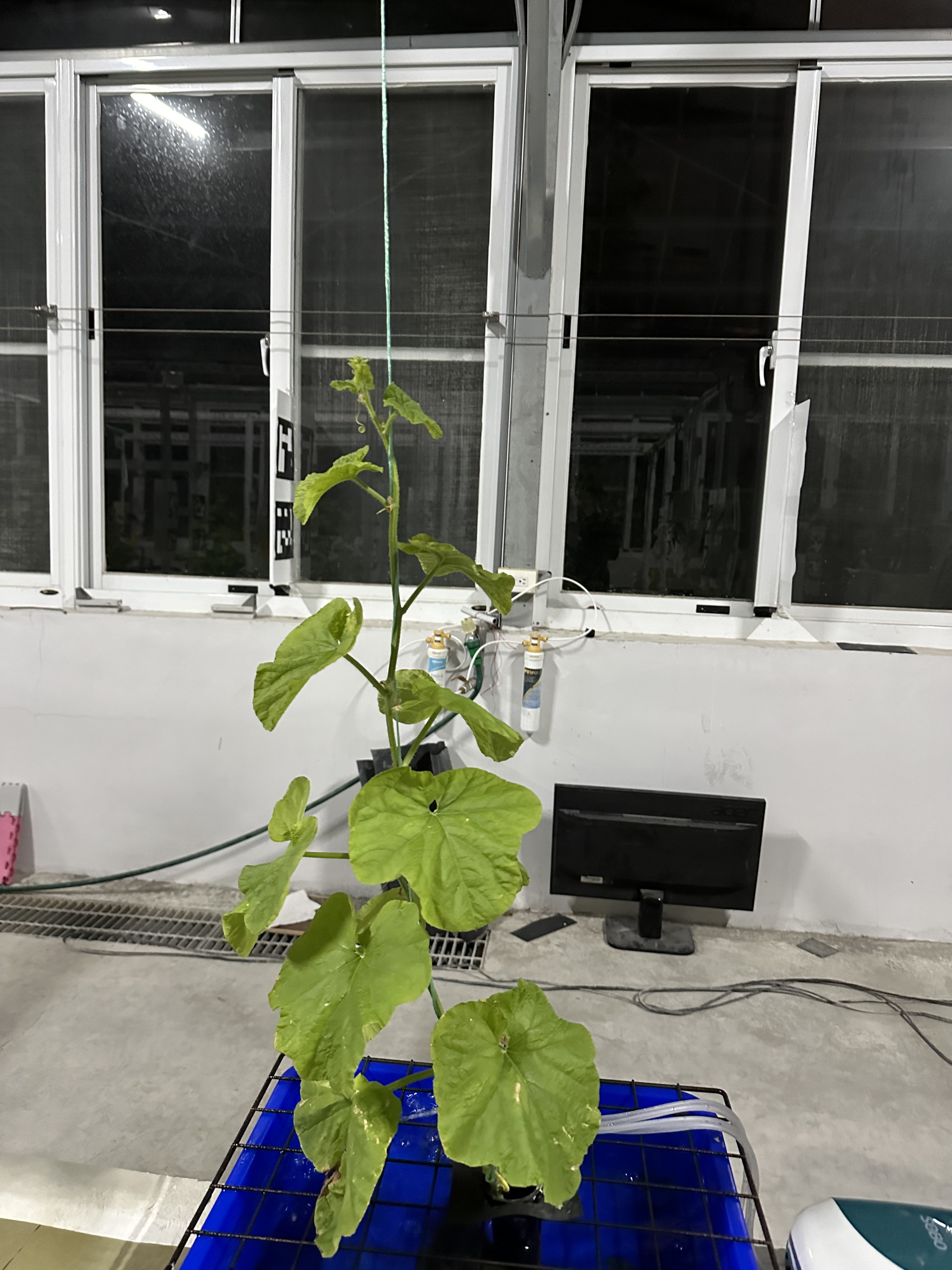 melon-plants Object Detection Dataset and Pre-Trained Model by melon