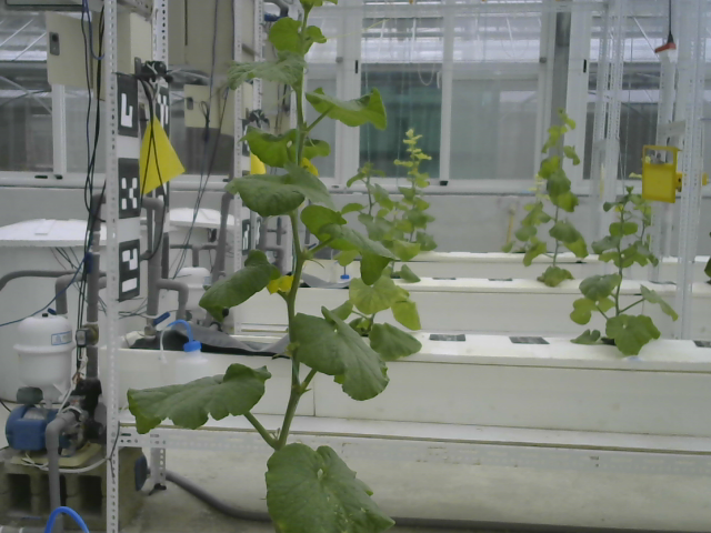 melon_flower Object Detection Dataset and Pre-Trained Model by melon