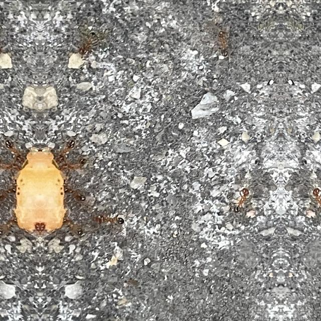 Pheidole 2 Object Detection Dataset by Djay de Gier