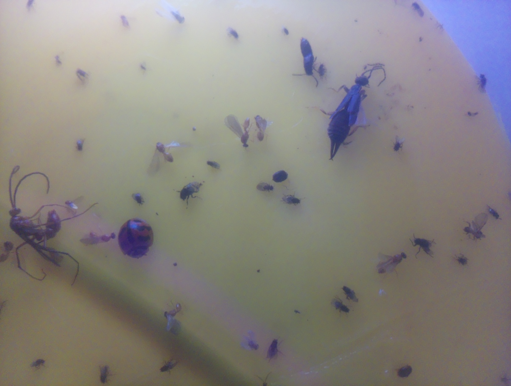Pest Detection Classification Dataset By Fyp Project