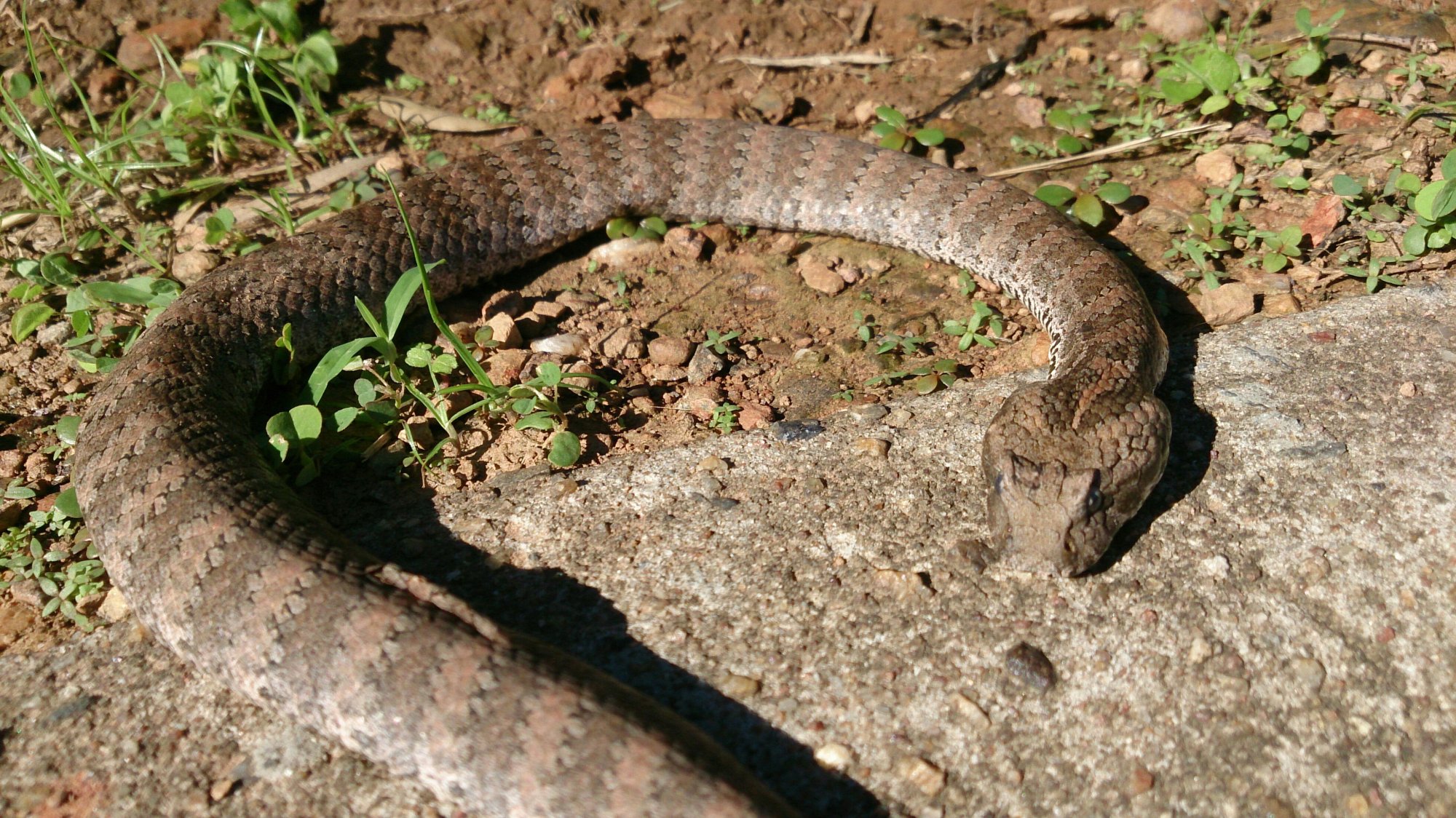 Snake Object Detection Model by Amonpan Chomklin