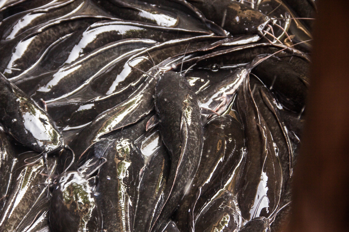 Aqua Object Detection Model by aquatechdev