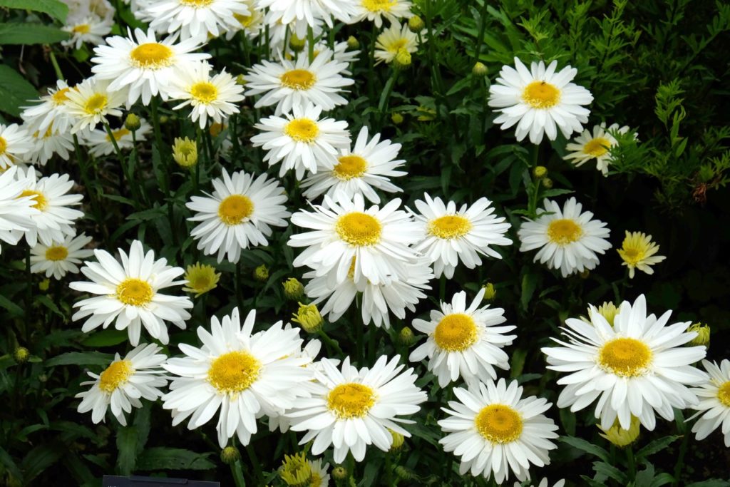 Classification-flowers Classification Dataset by HVafaei