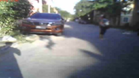 Traffic Model Object Detection Dataset by stray dogs