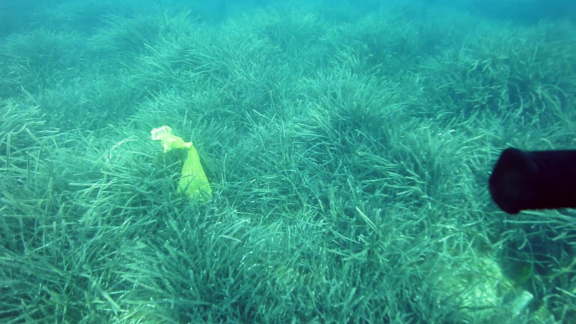 Marine Dataset Object Detection Dataset V5 2024 09 15 5 48pm By Sgp