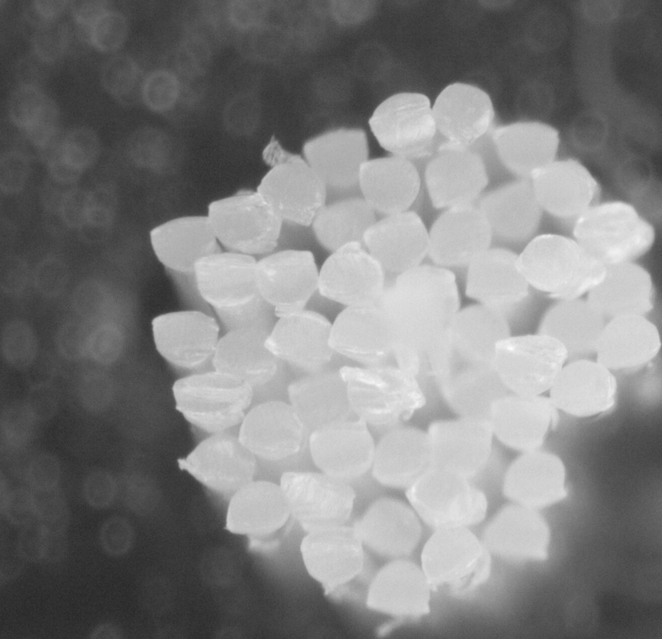 My Workspace (my-workspace-hswwj) - Roboflow Universe