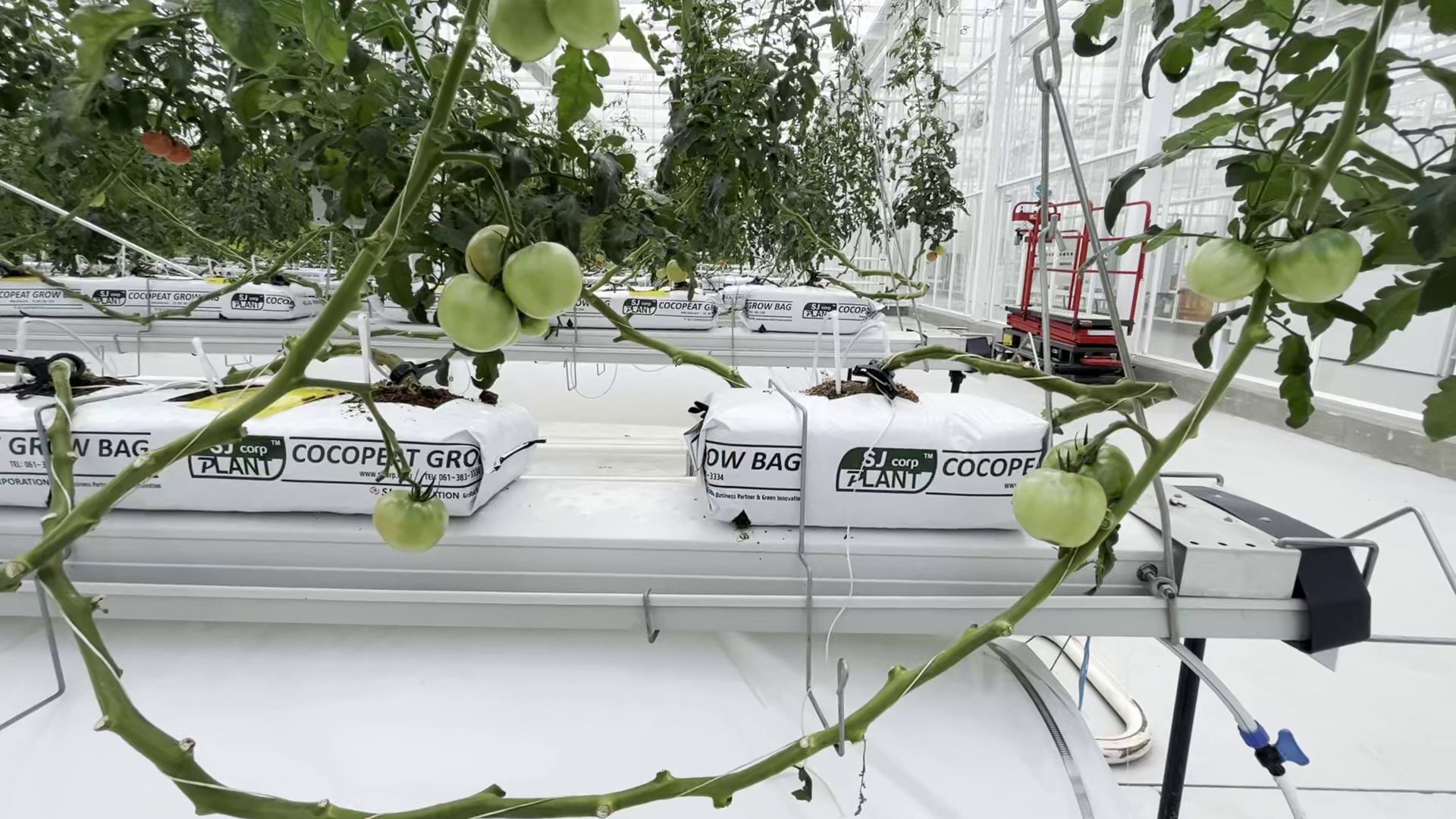 tomato_lsh Object Detection Dataset and Pre-Trained Model by tomato