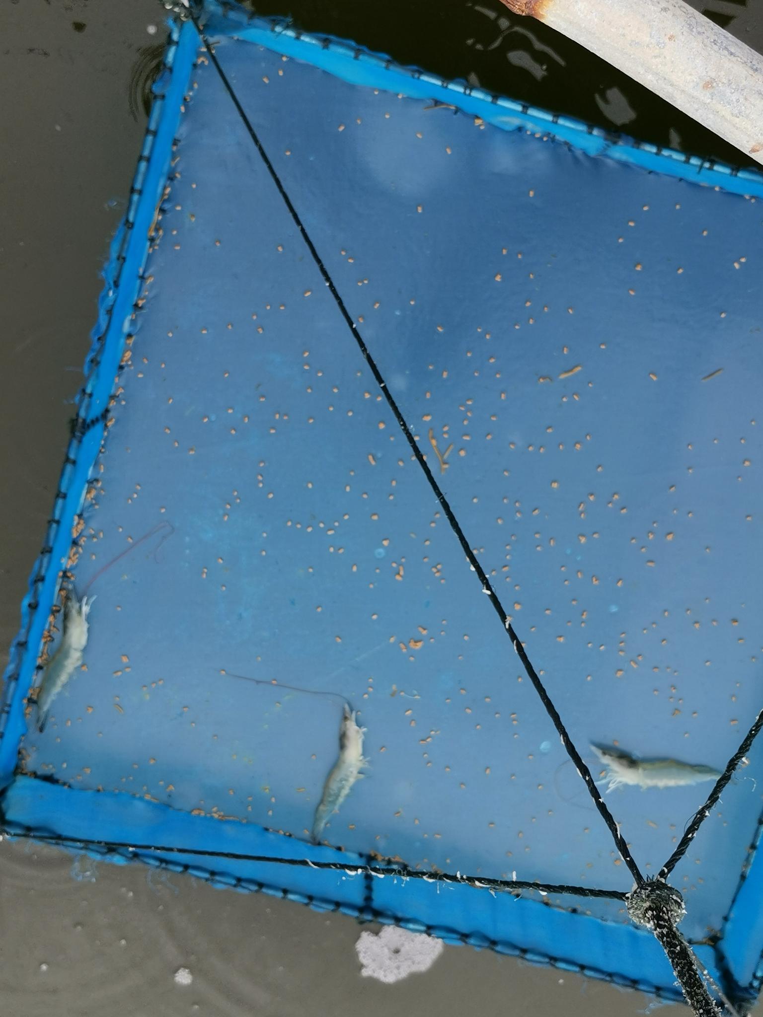Shrimp Feeds Object Detection Dataset And Pre Trained Model By Shrimp
