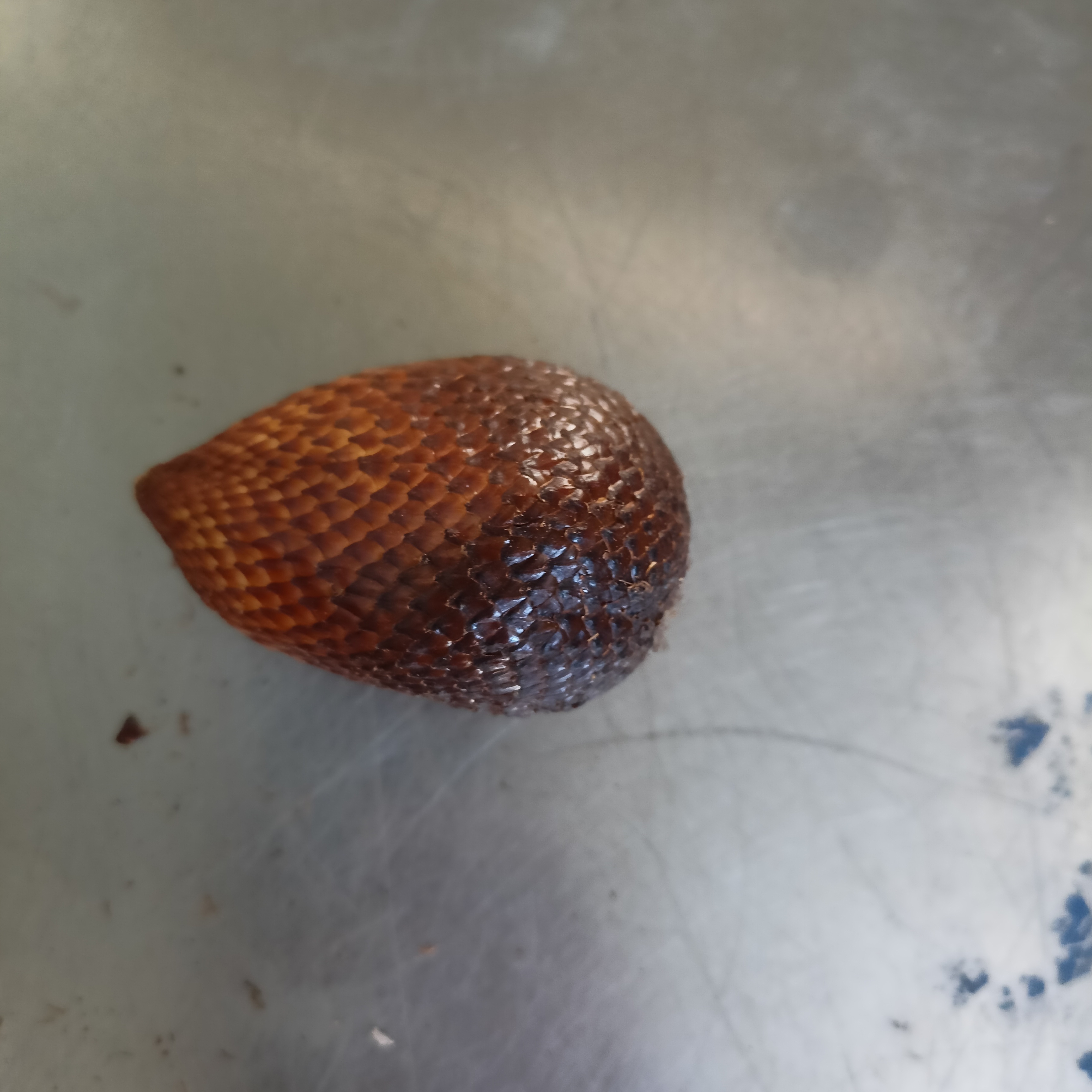 salacca-grading Object Detection Dataset and Pre-Trained Model by salacca