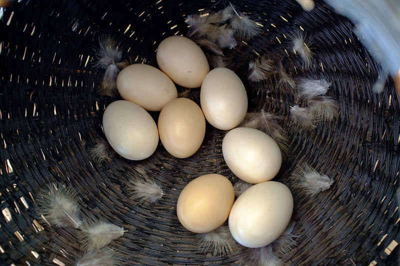 Egg Detection Object Detection Dataset by new-workspace-dco6w