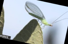 Citrus_Pest_Detection Object Detection Dataset and Pre-Trained Model by Jahanzaib