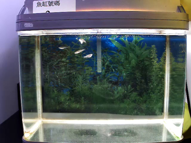 Phish Object Detection Dataset by Hi