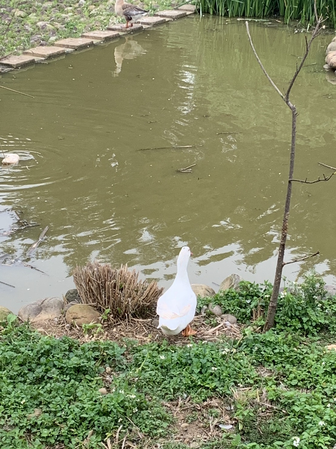 duck web Object Detection Dataset and Pre-Trained Model by camp