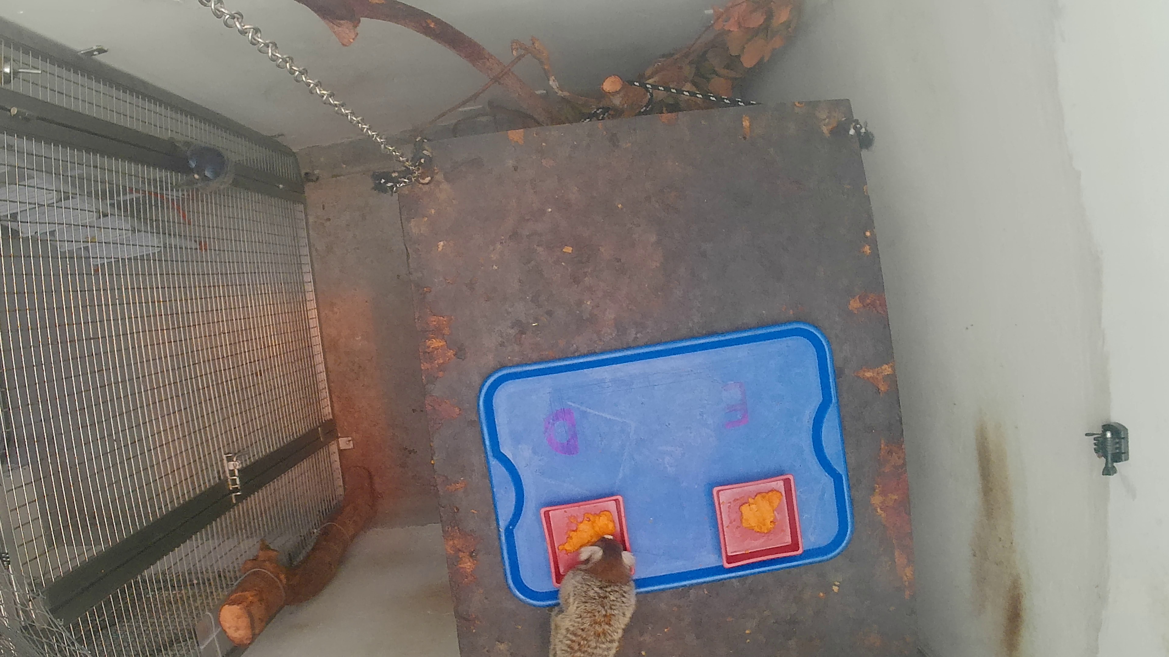 Marmoset Detector Instance Segmentation Dataset and Pre-Trained Model by ICeEthogenesis