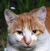 Cat Pain - Roboflow Universe