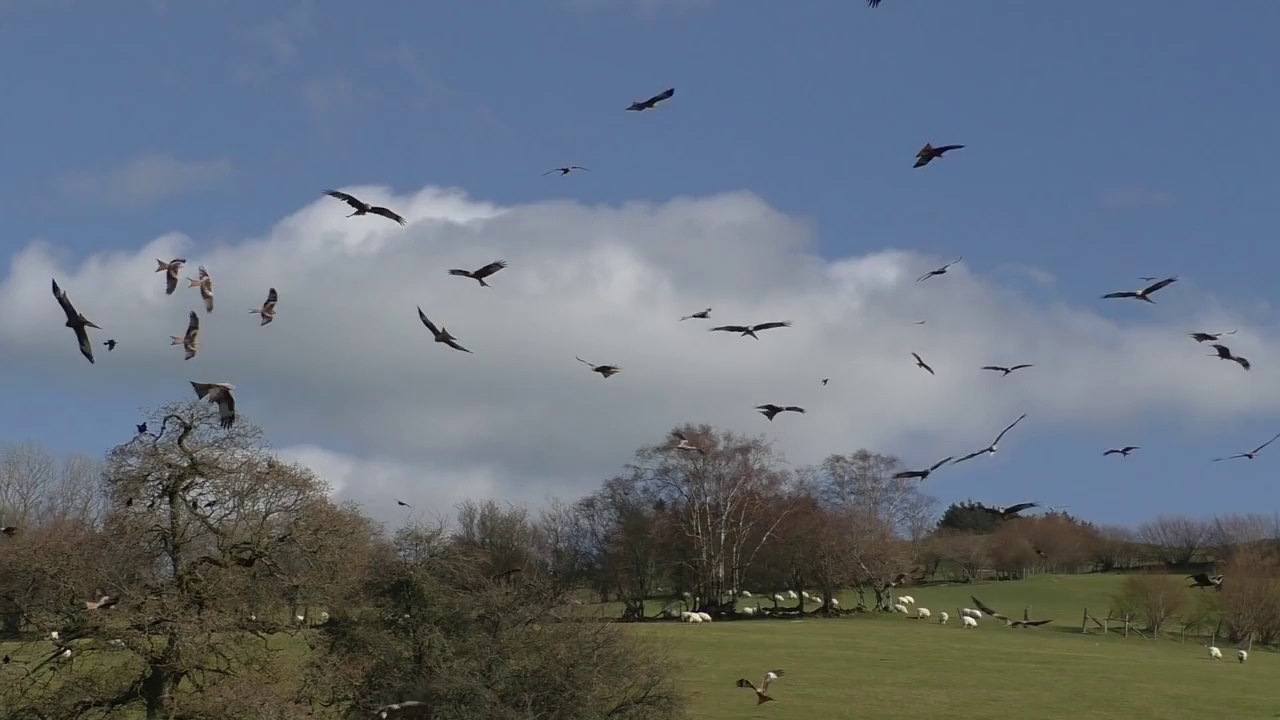 birds_on_youtube Object Detection Dataset by Ivan