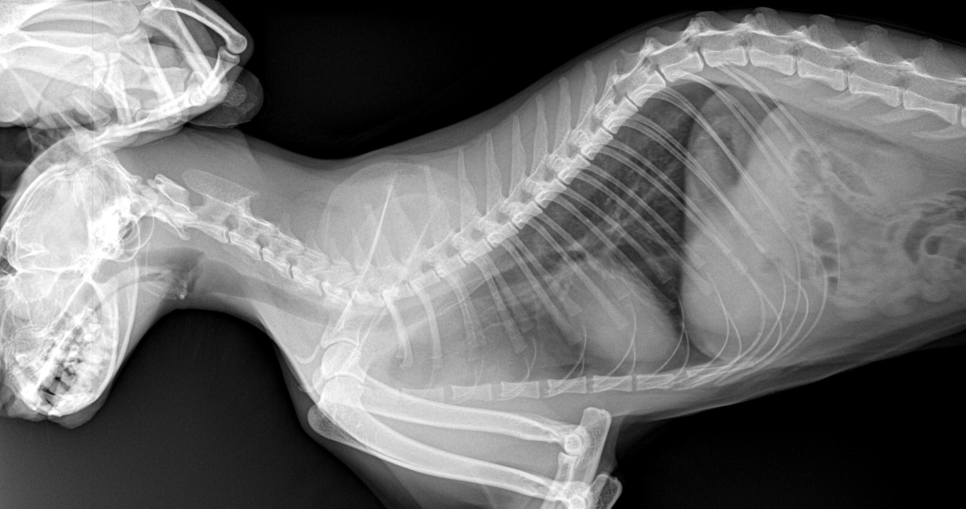 X-Ray-2 Instance Segmentation Dataset by IPP