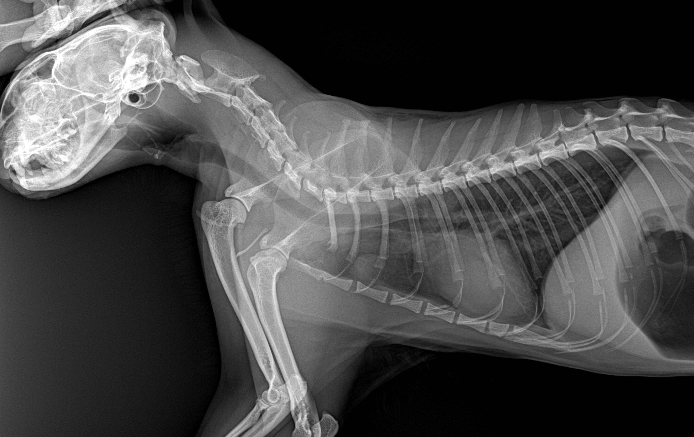 Dectection Instance Segmentation Dataset by IPP