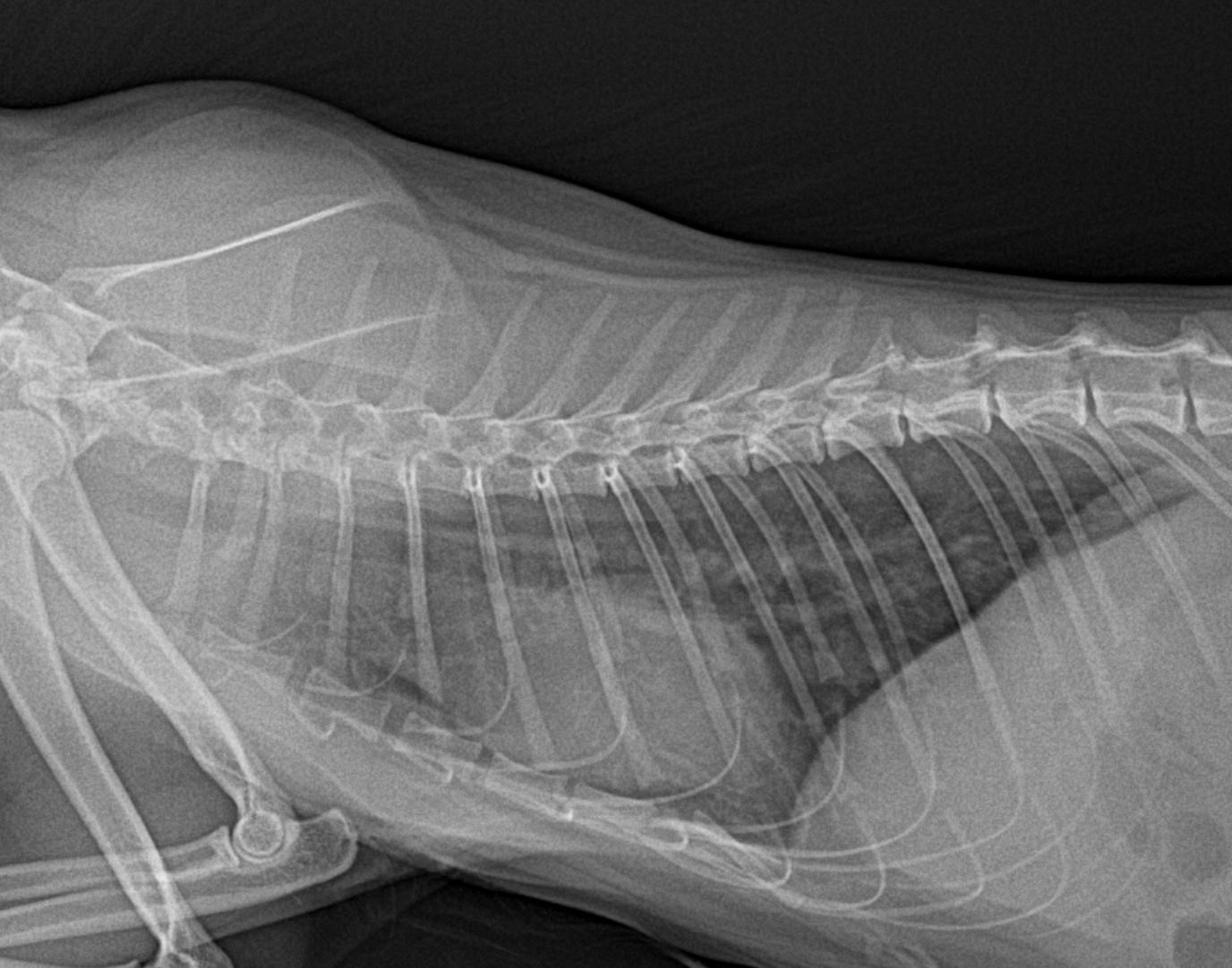 X-Ray-1 Instance Segmentation Dataset by IPP
