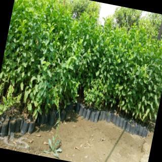 Tree_detection Object Detection Dataset and Pre-Trained Model by Treedetection