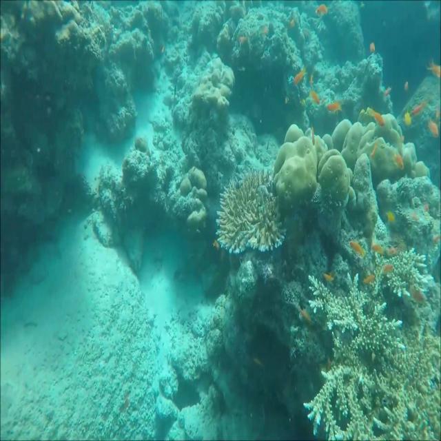 CORAL_ESL Object Detection Dataset by Sri Sairam Engineering College