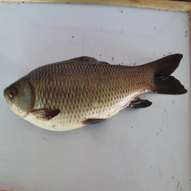 Fish_detection_rohu Object Detection Dataset and Pre-Trained Model by ...