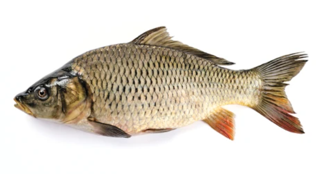 Fish_Detection_CommonCarp Object Detection Dataset by FishDetectionv2