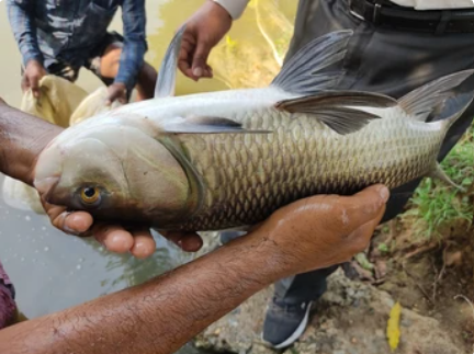 Fish_Detection_Catla Object Detection Dataset by FishDetectionv2