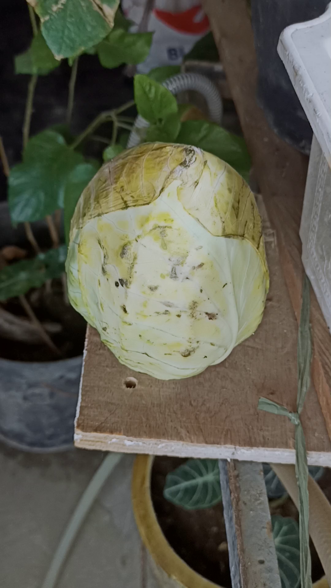 Cabbage Object Detection Model (v2, 2024-11-13 4:36pm) by Niel CCC