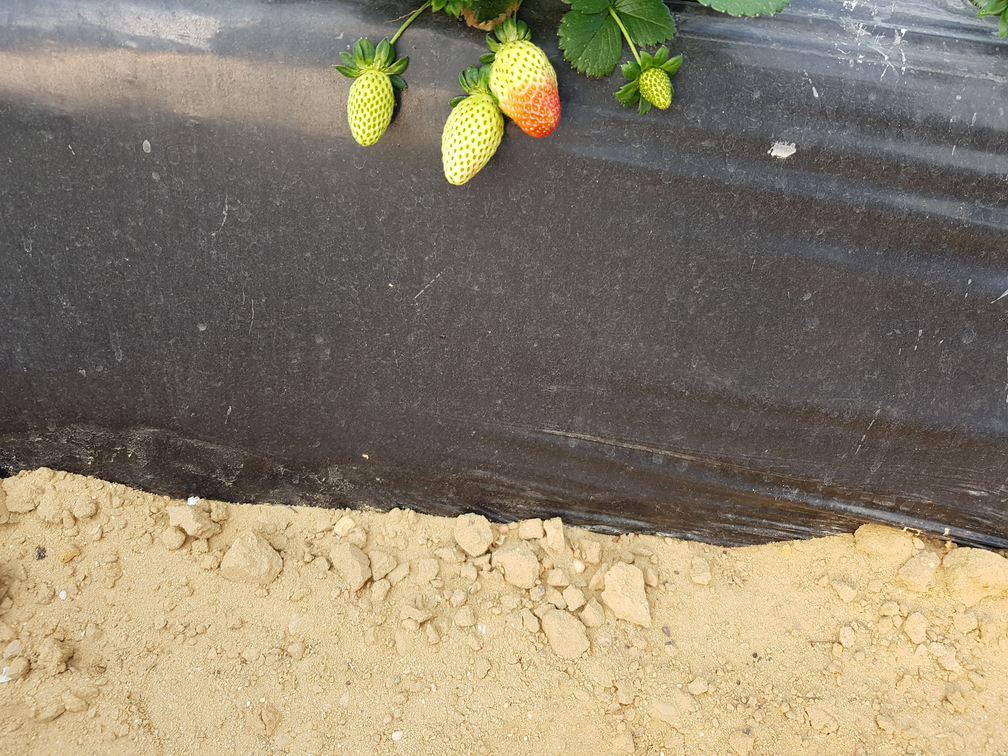 Strawberry Object Detection Model By Strawberry