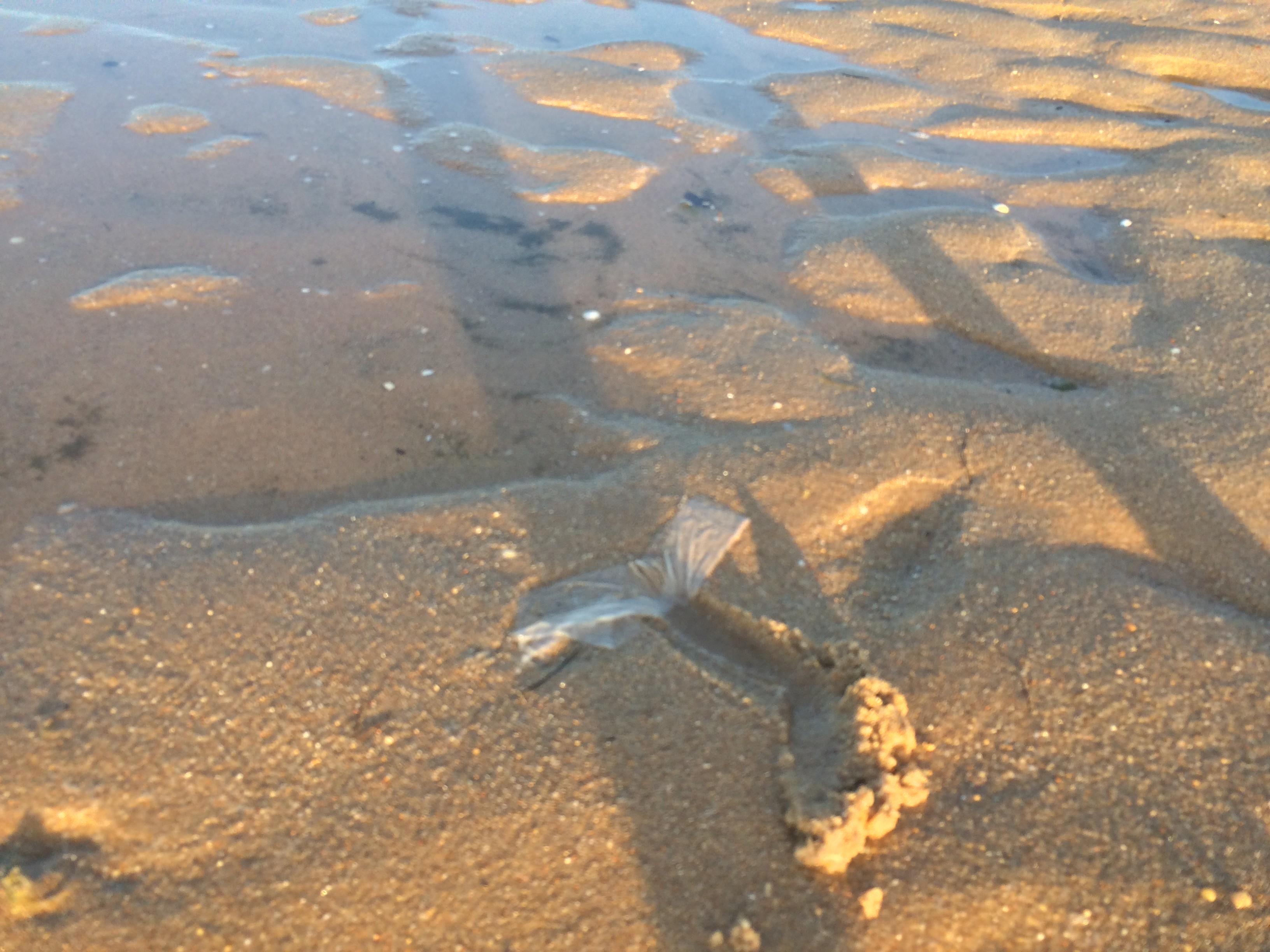 DEFAULT-Trash-Sorting Object Detection Dataset and Pre-Trained Model by TrashSorting