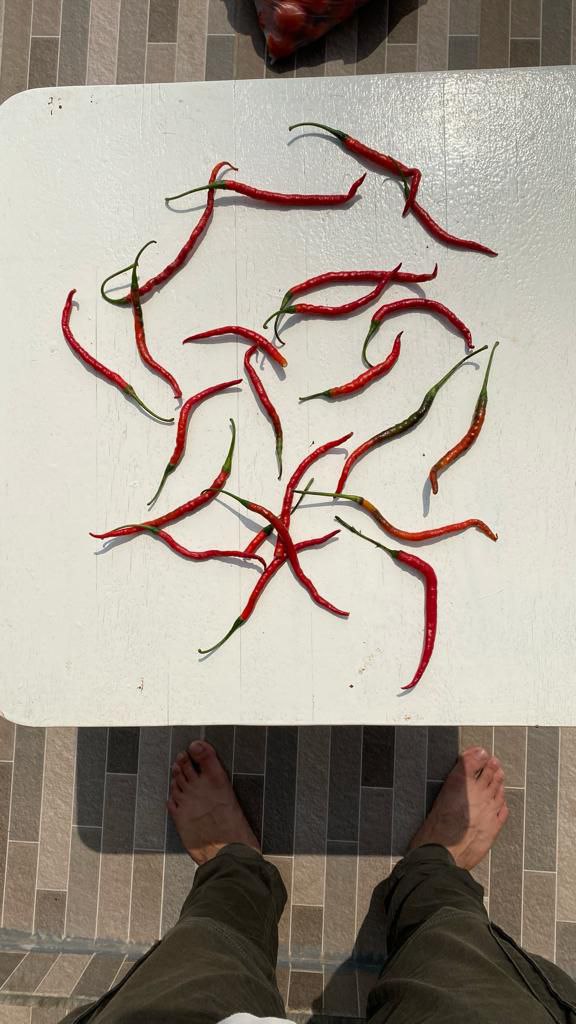 Chili Classification Object Detection Dataset And Pre Trained Model By Datasetyolov7