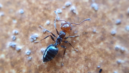 Mediterranean Acrobat Ant Object Detection Dataset by MyInvictIA