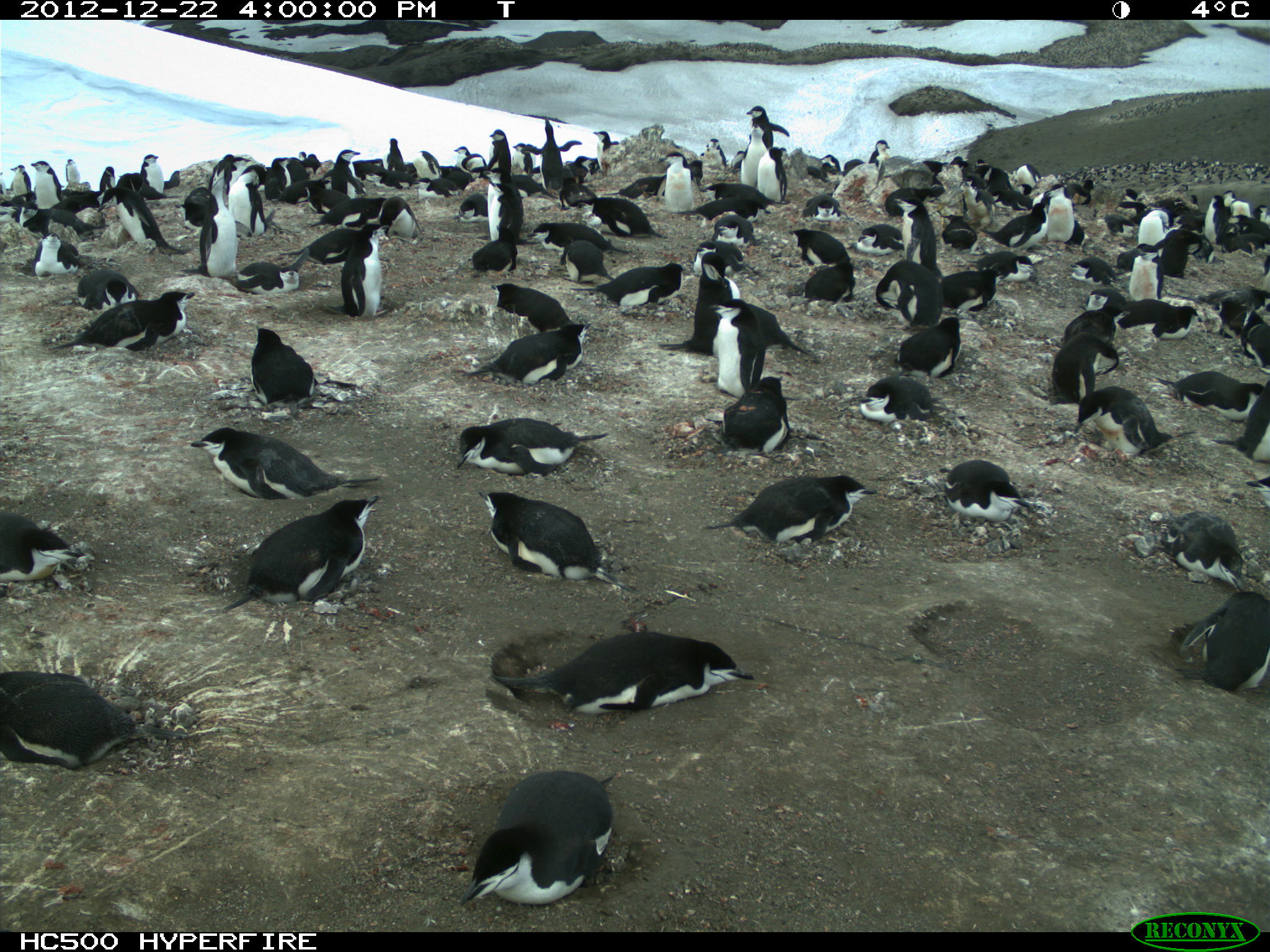 Image Segmentation Instance Segmentation Dataset and Pre-Trained Model by ECE 471 Project